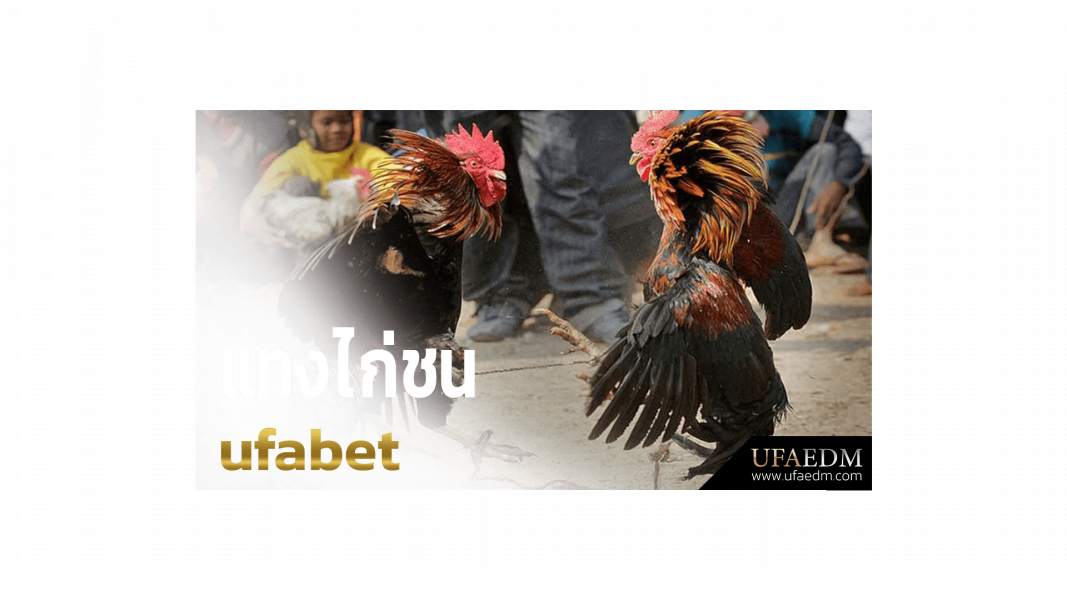 แทงไก่ชน ufabet